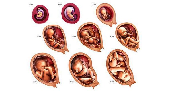 ماشین حساب بارداری محاسبه سن بارداری یک زن